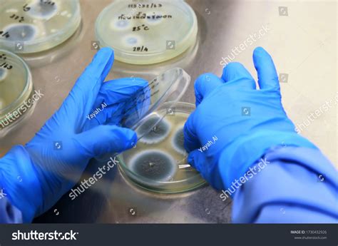Aspergillus Adhesive Tape Exploiting Oxalotrophic Bacteria To Control