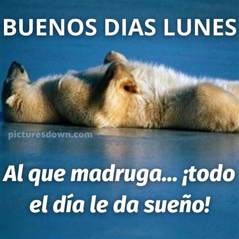 Buenos Dias Lunes Gracioso Imágen Oso Polar