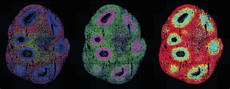 Controlling Organoids With Light By Combining Spatial Transcriptomics