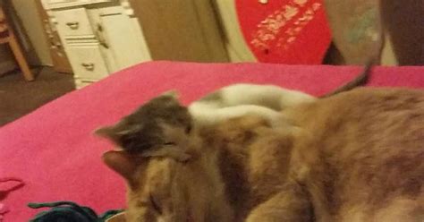 My Kitten Blastoise Attacking My Cat Zapdosking Of The Castle And Not