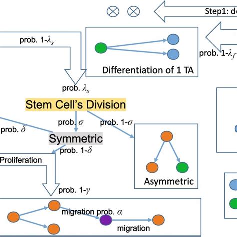 A Schematic Representation Of The Model From 26 The Figure
