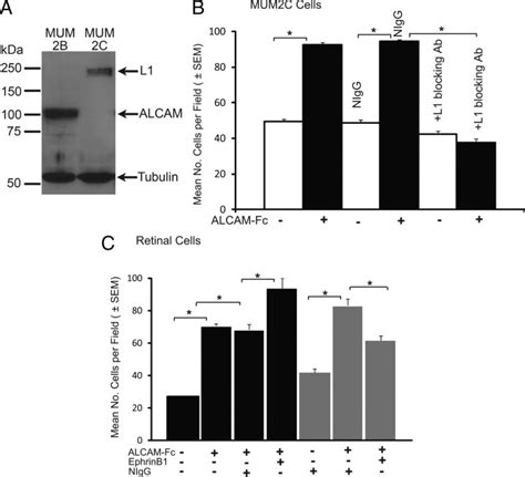 Alcam Regulates Mediolateral Retinotopic Mapping In The Superior