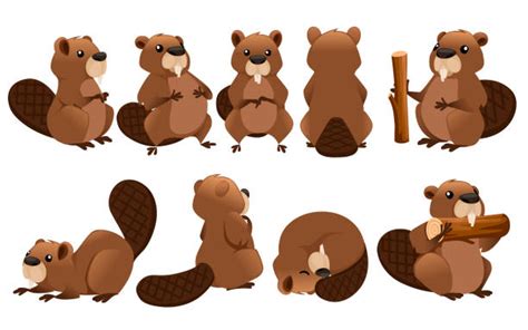 Beaver Illustrations Royalty Free Vector Graphics And Clip Art Istock