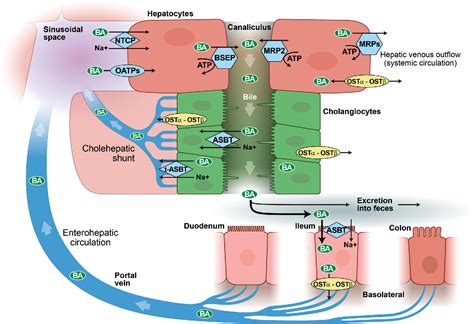 Figure 8 From Physiology Of Cholangiocytes Semantic Scholar