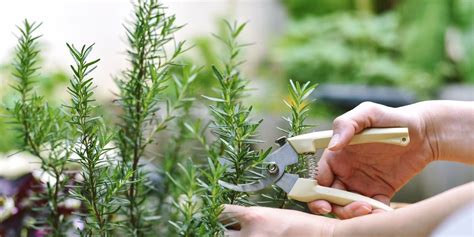 Edible Plants That Double As A Living Fence 5 Must Grow Picks