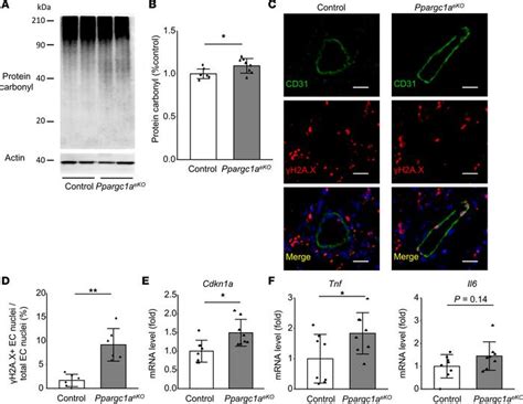 Jci Insight Pgc 1α Mediated Angiogenesis Prevents Pulmonary Hypertension In Mice