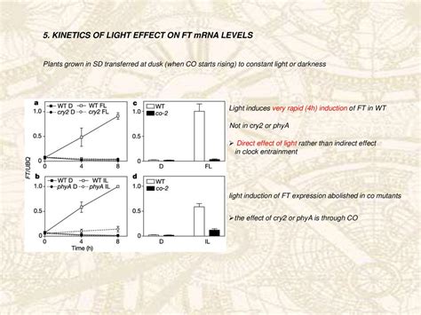 Circadian Rhythms In Plants Ppt Download