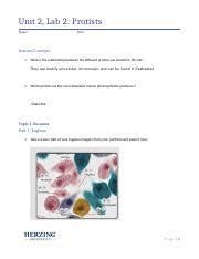 Unit Lab Docx Unit Lab Protists Name Date General Concepts What Is The Relationship