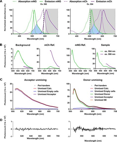 Principle Of The Periplasmic Fret Assay A Excitation And Emission