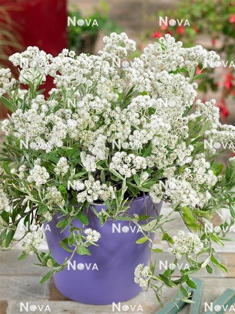 Anaphalis Triplinervis