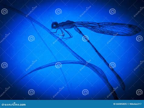 Dragonfly On A Blade Of Grass Stock Illustration Illustration Of
