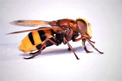 Hover Fly Hornet Insect Free Photo On Pixabay Pixabay