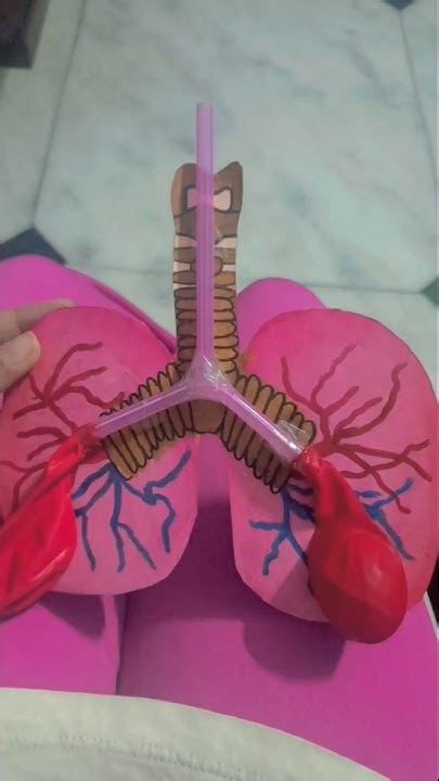 Respiratory Model Craft Using Balloon Youtube