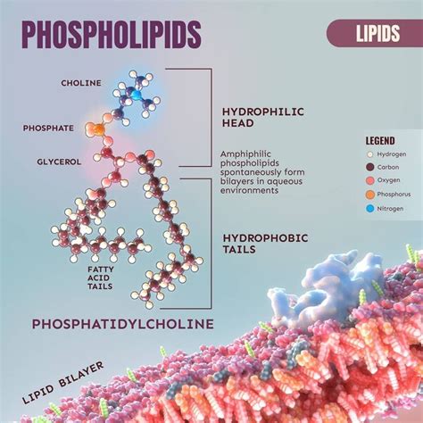 Types Of Phospholipids And Their Properties Diagram