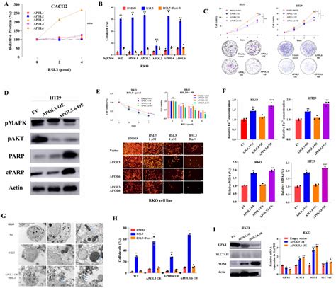 Overexpression Of Apol3 Inhibits Cell Proliferation And Promotes