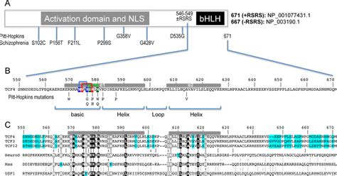 Schematic Of Human Tcf4 And Sequence Alignment Of Bhlh Domains A Download Scientific Diagram