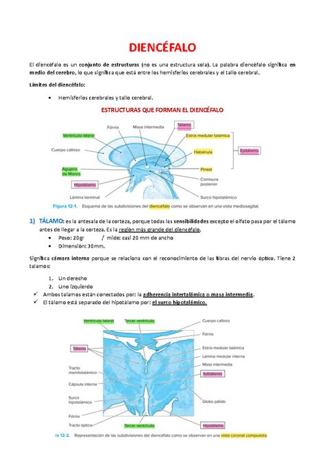 Repaso 2do P Neuro DiencÉfalo El Diencéfalo Es Un Conjunto De
