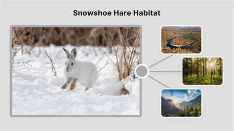 Snowshoe Hare Habitat Diet Life Cycle And Interesting Facts