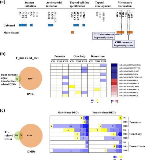 Dna Methylation Is Involved In Sexual Differentiation And Sex Chromosome Evolution In The