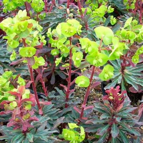Молочай мигдалеподібний ‘Purpurea’ / Euphorbia amygdaloides ‘Purpurea ...