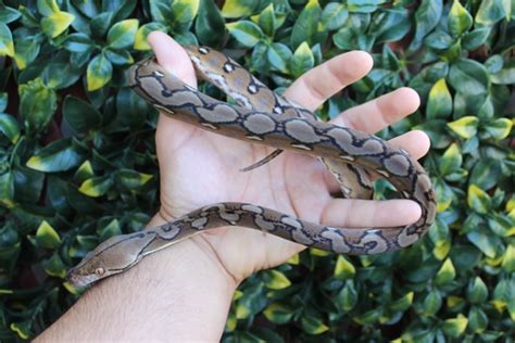Super Dwarf Sunfire Reticulated Python By The Breeding Laboratory