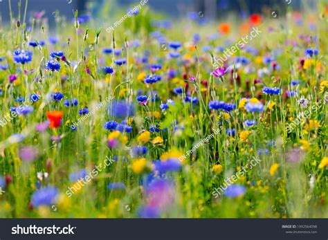 84 092 June Blooms Images Stock Photos Vectors Shutterstock