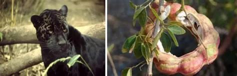 La Flora Y Fauna De Sinaloa Una Belleza Por Descubrir Tus Buenas