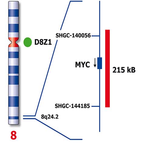RUO MYC Q SE D Z ISH Probes Molecular Pathology