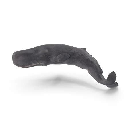 Physeter Macrocephalus Diving Pose Png Images And Psds For Download