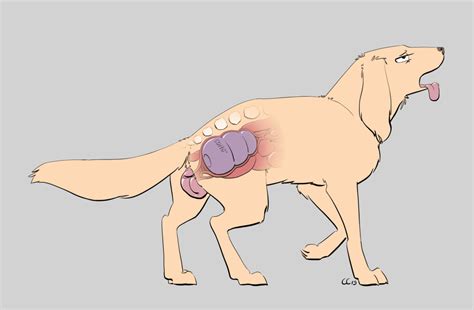 Rule 34 Animal Genitalia Animal Pussy Canid Canine Canine Genitalia