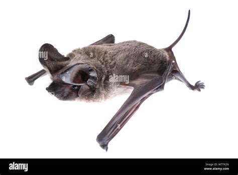 European Free Tailed Bat Tadarida Teniotis Rome Italy November