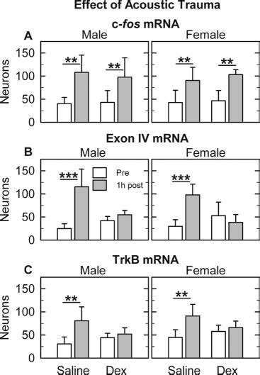 Quantification Of The Effects Of Acoustic Trauma In Sal And Dex Treated