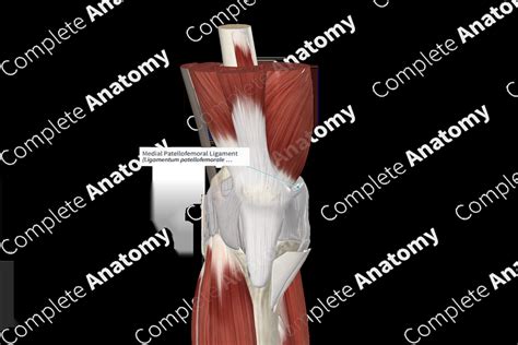 Medial Patellofemoral Ligament Complete Anatomy