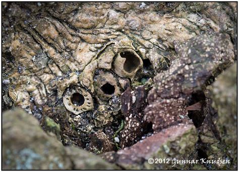 Andricus Quercuscorticis Andricus Quercuscorticis Naturbasen