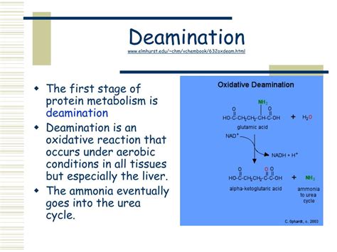 Ppt Metabolic Pathways Powerpoint Presentation Free Download Id