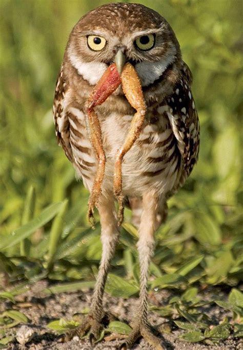 Hopping Mad The Moment When An Owl Tried To Swallow A Frog In One