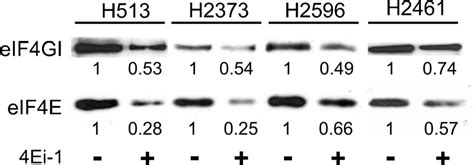 Assembly Of Cap Dependent Initiation Complex Is Suppressed By 4ei 1 Download Scientific