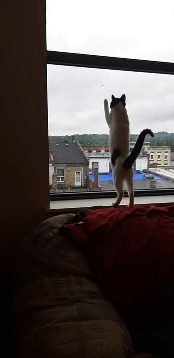 Theres A Ladybug Outside Rwhatswrongwithyourcat