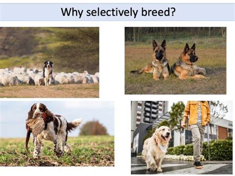 Selective Breeding Teaching Resources
