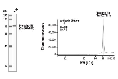 Rb Antibody Sampler Kit Cell Signaling Technology