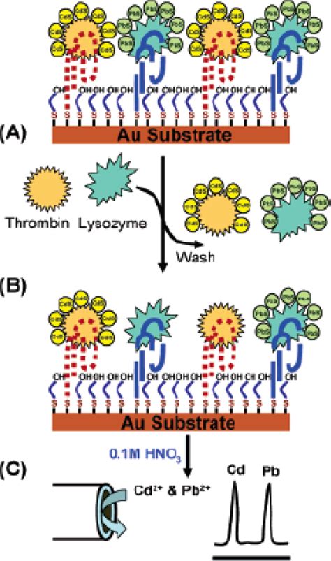 Optical Biosensors Based On Semiconductor Nanostructures