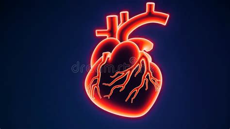 Beating Anatomical Heart Stock Illustrations 117 Beating Anatomical Heart Stock Illustrations