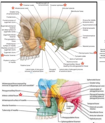 Infratemporal Fossa Flashcards Quizlet