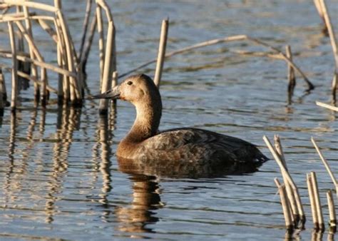Free Picture Canvasback Duck Nest