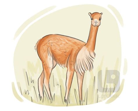 Definition Meaning Of Vicuna LanGeek