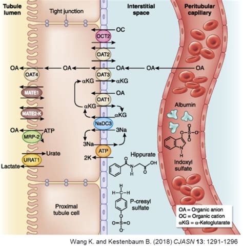 Control Of Reabsorption And Secretion In The Nephron Flashcards Quizlet