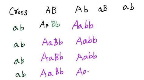 Solved The A And B Genes Are Linked And Located On Chromosome Iv In