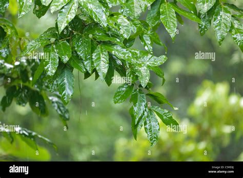 Heavy Tropical Rain Falling On Tree Leaves In Kaeng Krachan National Park Thailand Stock Photo