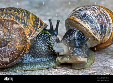 Two Mating Garden Snails Cornu Aspersum Cryptomphalus Aspersus