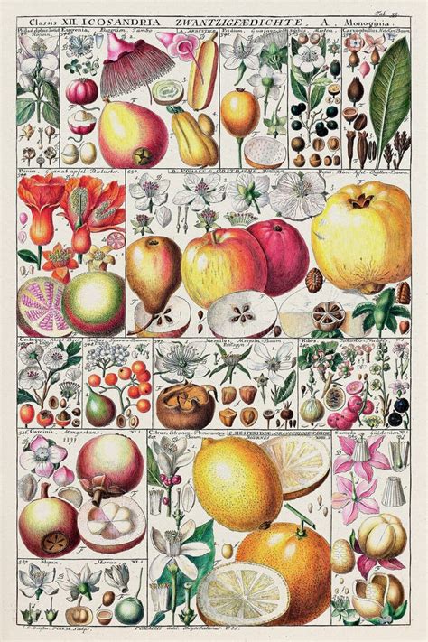 Botanical Classification Stock Illustrations 107 Botanical